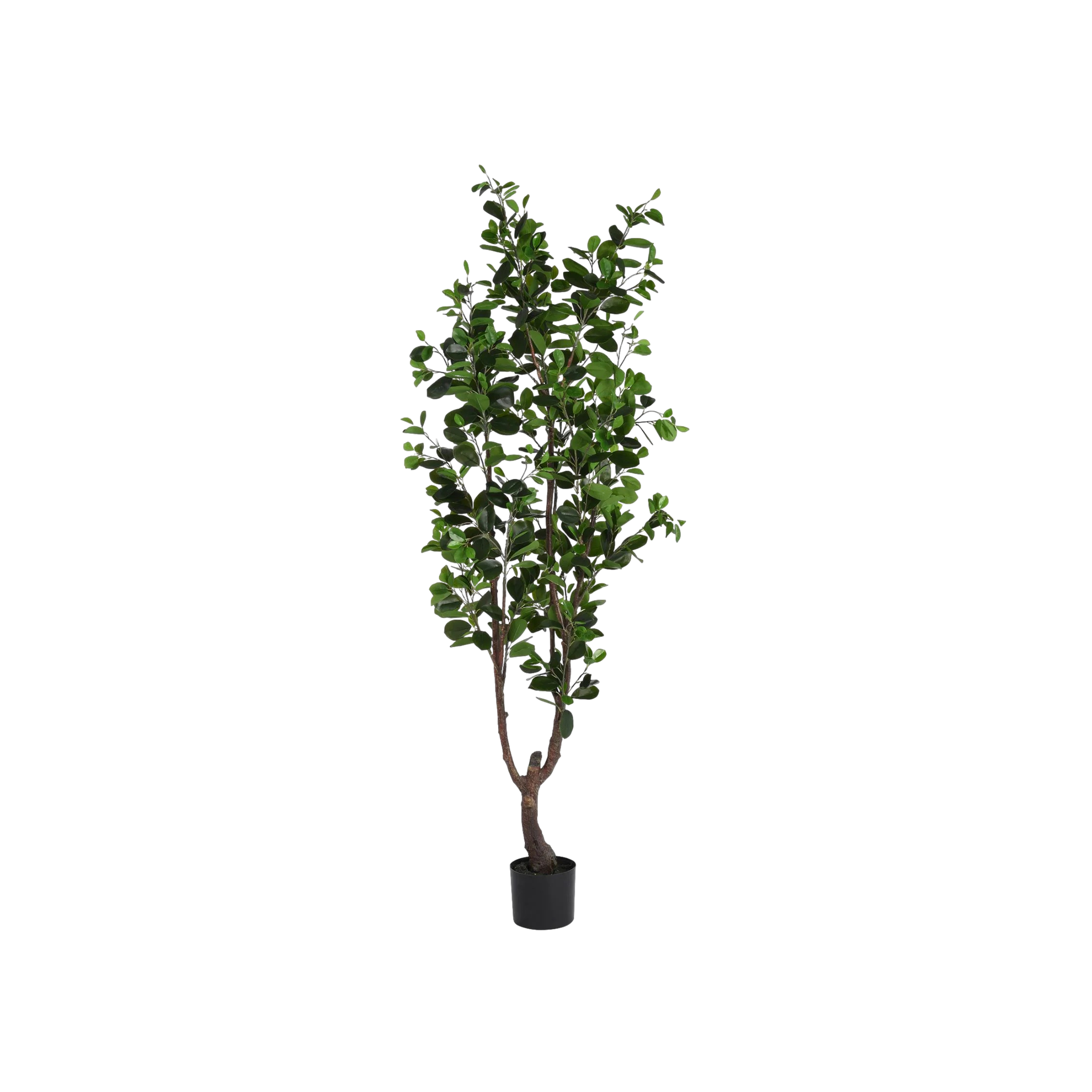 Ficus Tree (6') – Mayker Events